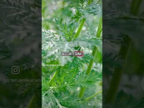 Mit Artemisia annua neue Hoffnung für ME/CFS Patienten. Mehr zur Studie auf: www.pflanzenklar.de