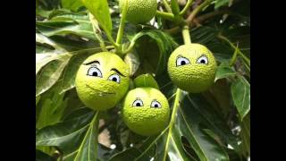 ʻŌlelo Hawaiʻi – Titcombs of Hawaii