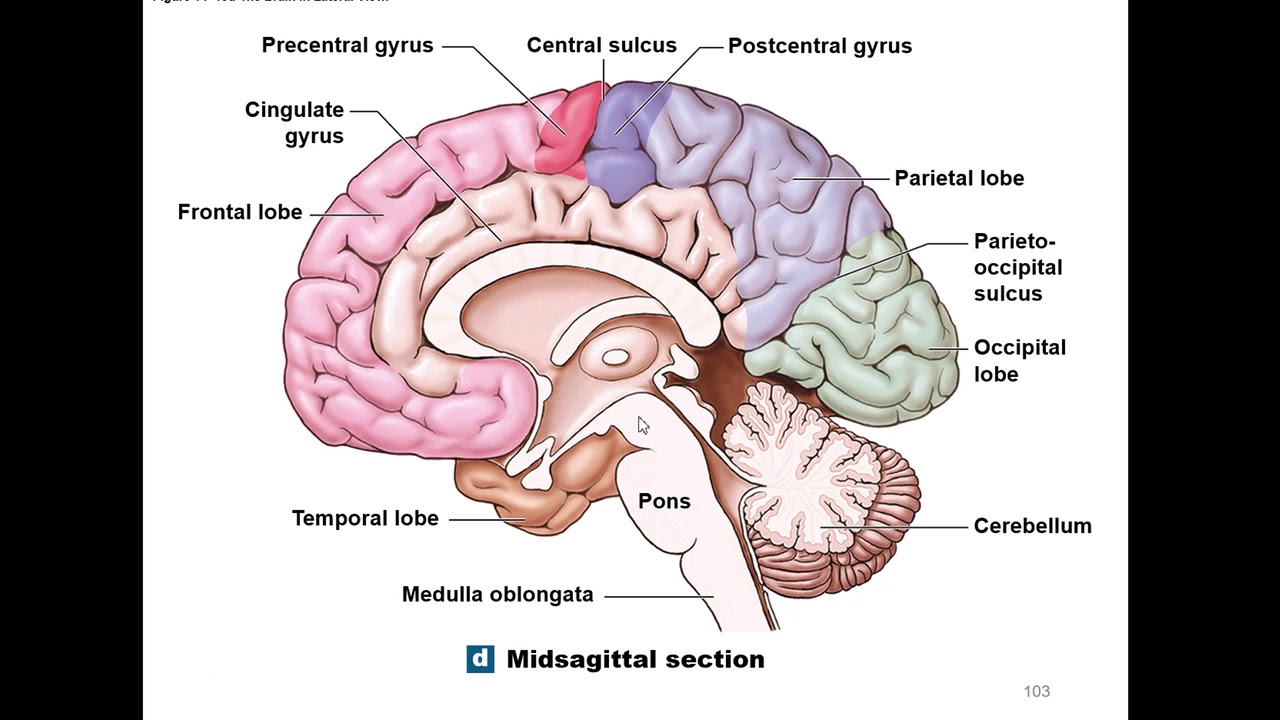 PowerPoint Diencephalon, Brainstem, Cerebellum