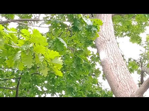 OPM problem on neighbour's 2 oak trees