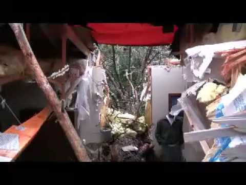 Tree falls on house