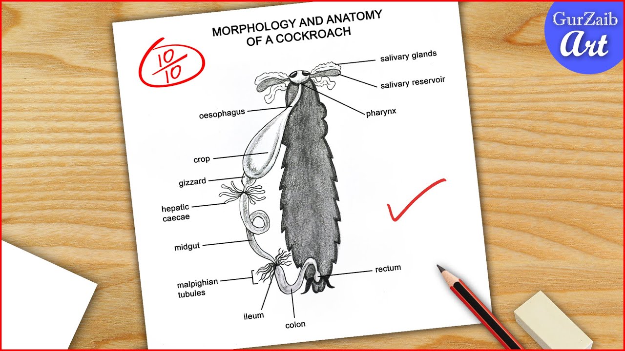 Cockroach Digestive System Diagram Drawing CBSE / easy / Labelled Science project