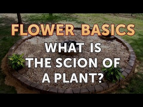 What Is the Scion of a Plant?