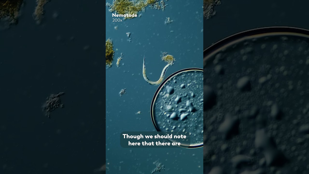 There Are Over 400 Quintillion Nematodes