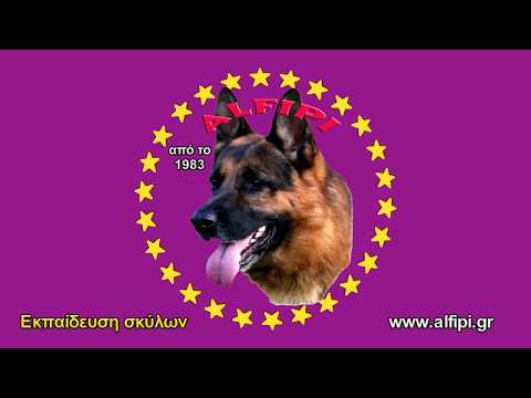 ΕΚΠΑΙΔΕΥΣΗ DOGO ARGENTINO – ΕΚΠΑΙΔΕΥΣΗ ΣΚΥΛΩΝ ALFIPI