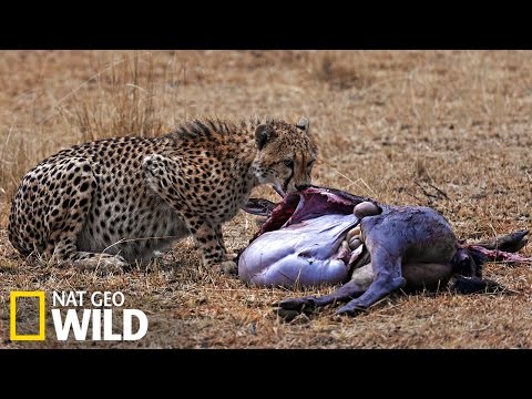 Le guépard attaque un gnou