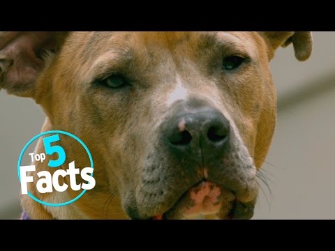 Top 5 Facts About Dogs