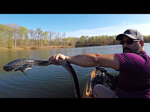 DID IT BITE ME!?! Big Snakes & Bass Fishing (The Spawn Is ON!!!)
