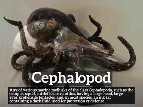How to Say Cephalopod in English? | How Does Cephalopod Look? | What is Cephalopod?