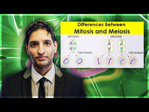 THE DIFFERENCE BETWEEN MITOSIS & MEIOSIS (KS4 GCSE REVISION) WITH EXAM QUESTIONS