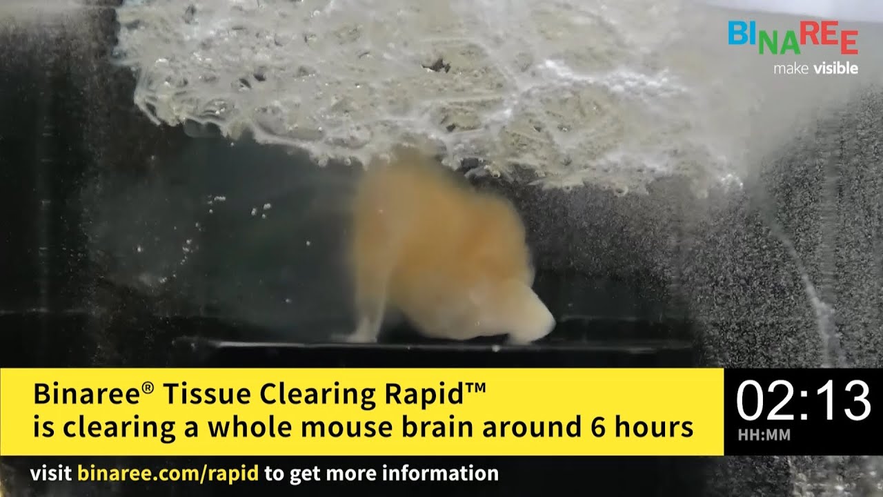 Binaree Tissue Clearing RAPID System Protocol.
