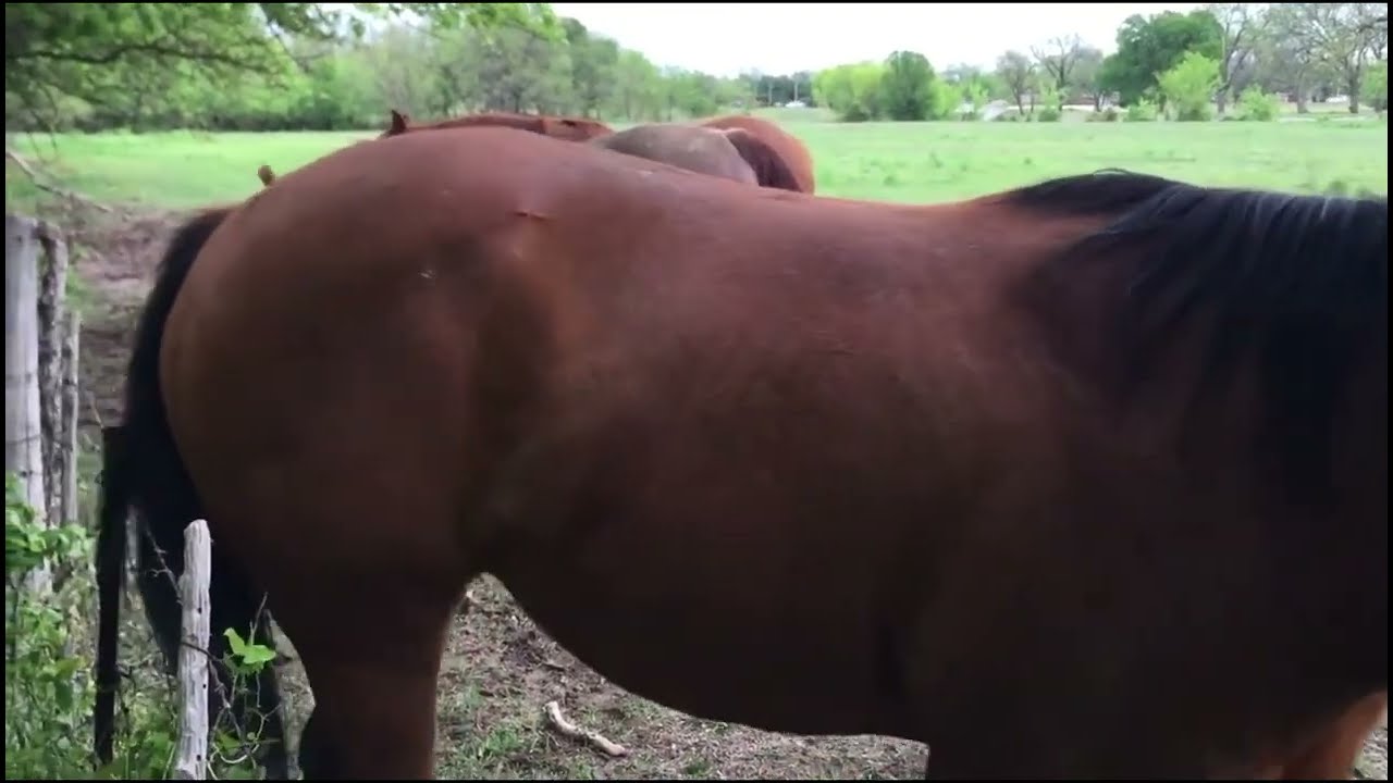 Horse Butt Slaps