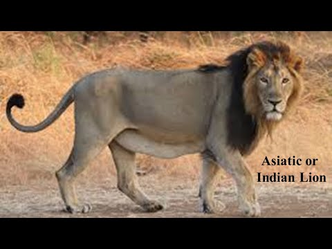 Indian Most Endangered and Endemic Animals