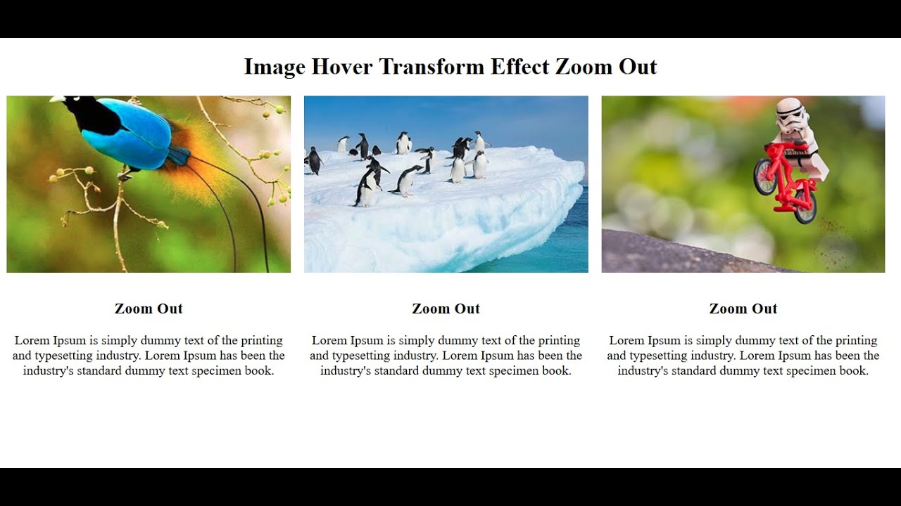 Zoom Out Image Hover Transform Effect Using Only HTML and CSS - SFC