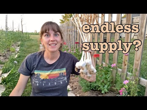 How to Grow Perennial Garlic