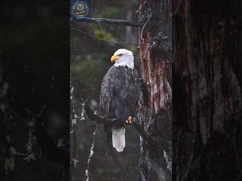 Bald Eagle: America's Majestic Symbol & Apex Predator