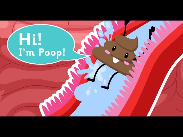 Understanding Our Digestive System: A Journey Through the Human Body ...