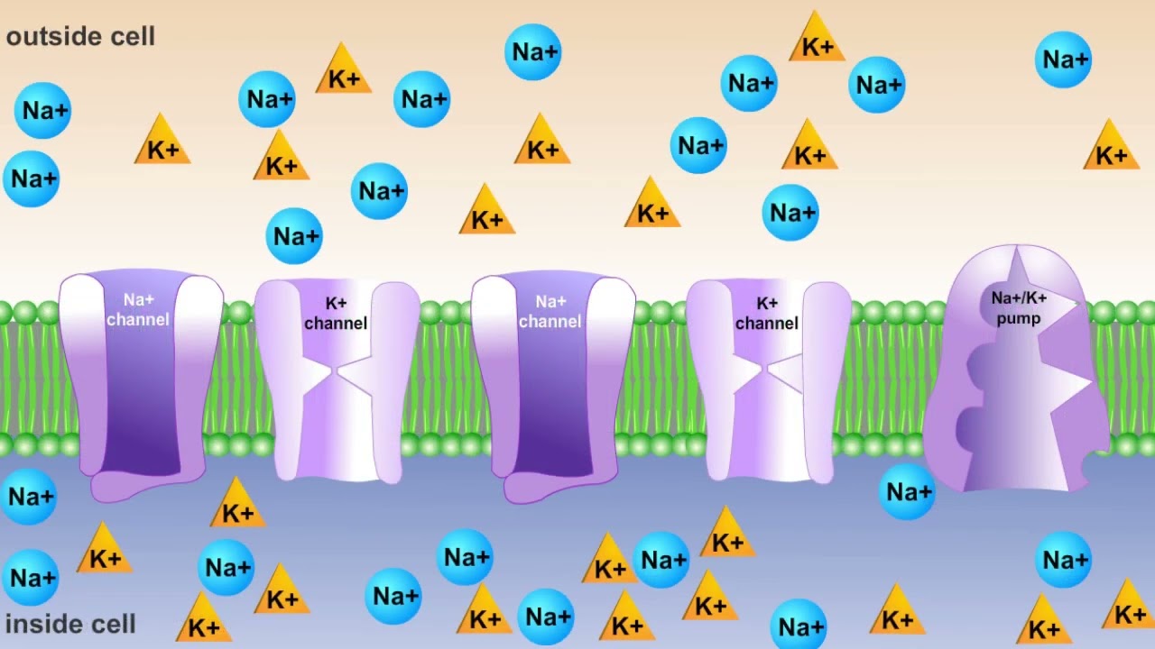 Understanding the Semipermeable Membrane