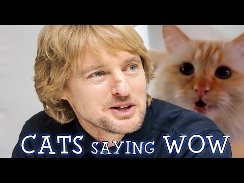 Cats Saying Wow - Owen Wilson Says Meow