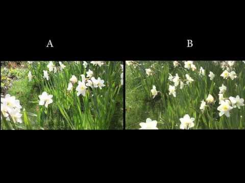 The subjective test