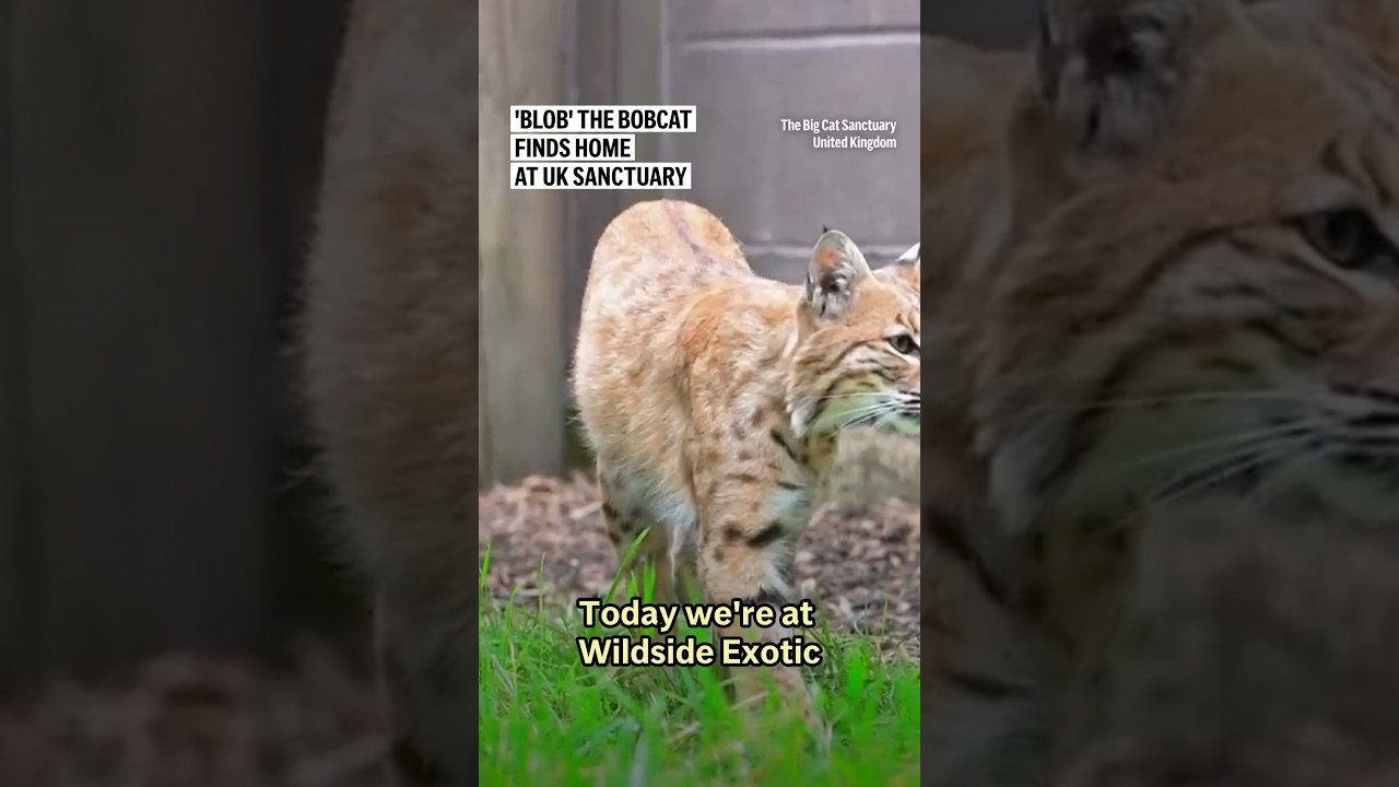 'Blob' the bobcat finds home at UK sanctuary