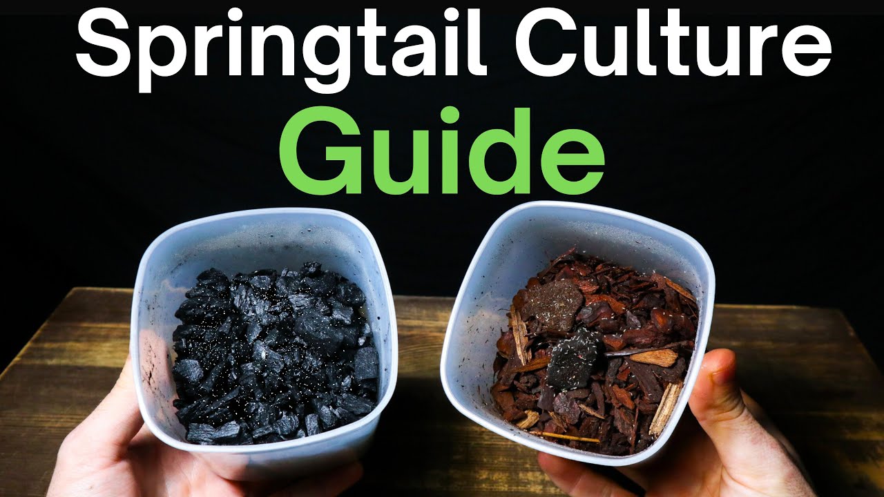How To Make a Springtail Culture - Simple & Easy Method!