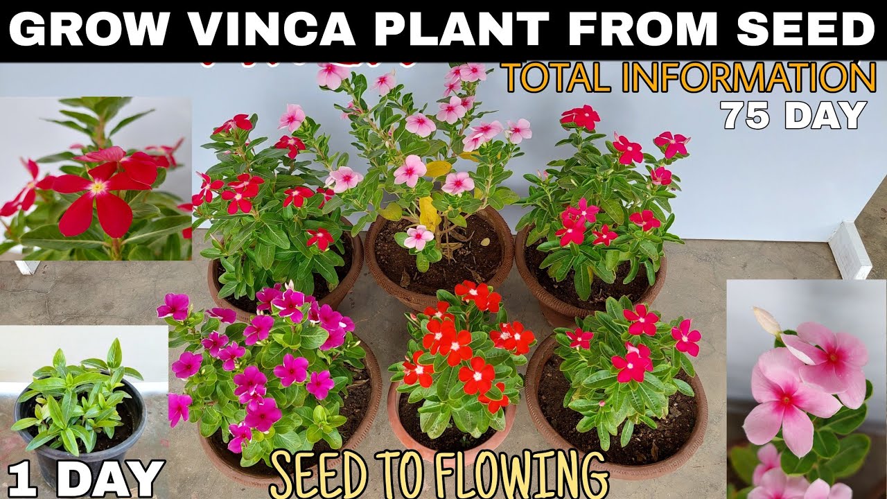 Learn Exactly How To Grow Vinca/Periwinkle At Home|SEED TO FLOWER|Step By Step Guide🤠|विंका उगाएं🌱