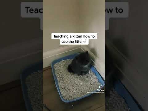 Teaching a kitten how to use a litter tray 🚽