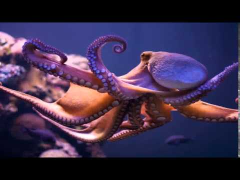 Octopus Pictures Compilation| Picture Of Octopus Best