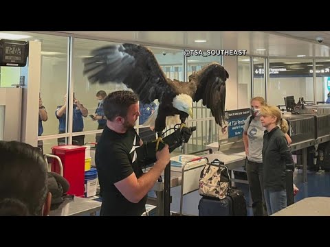 Mostly Interesting: 'Clark the Eagle' was screened by federal agents at Charlotte's airport