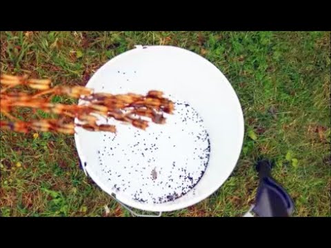 How to Collect and Save Delphinium (Larkspur) Seeds from Flowers