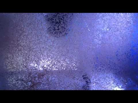 Live Brine Shrimp