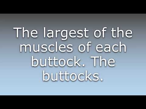 What does Gluteus maximus mean?