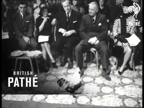 Feather In Your Hat (1963)
