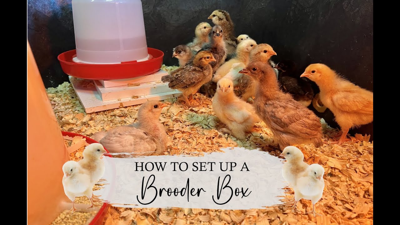 How To Set Up A Brooder Box For Baby Chicks | Raising Day Old Chickens | Backyard Chickens