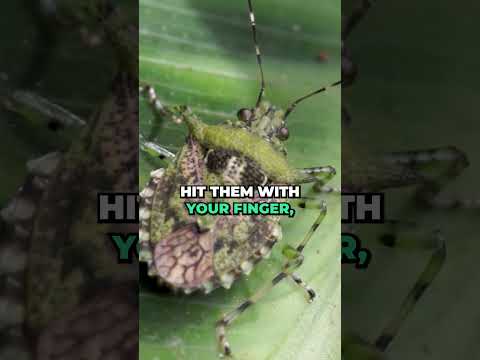 Do Stink Bugs Stink Only After they Die? #shorts
