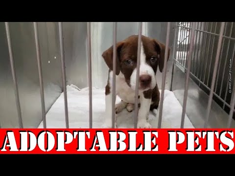 Weekly Adoptable PETS Video from an Animal Shelter Near Me