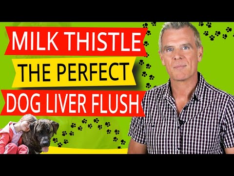 Milk Thistle For Dogs Liver - The Perfect Liver Flush (Here's How)