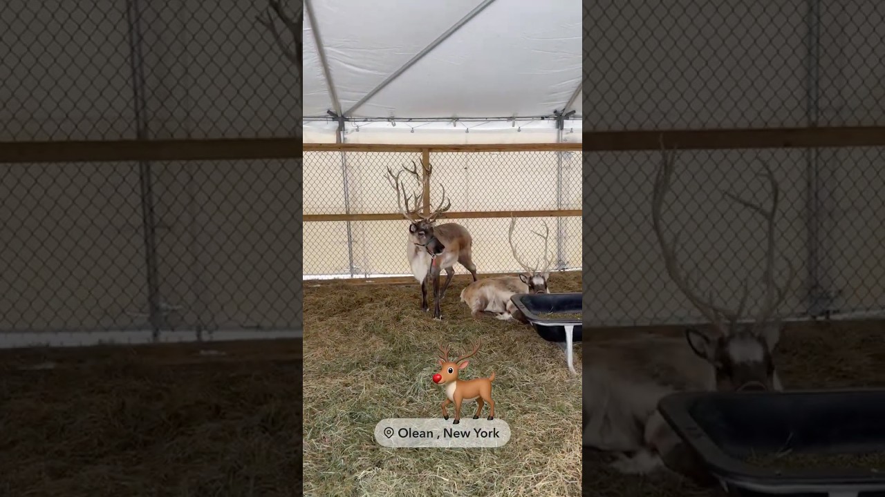 Santa left these 2 behind 🎅🏼#reindeer #santa #christmas #fyp