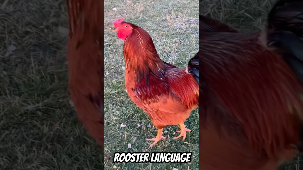 Why Do Roosters Crow All Day?