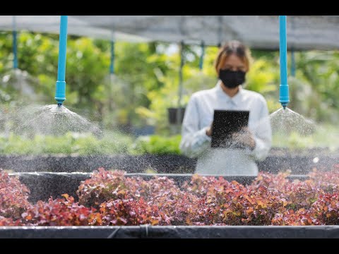 From Fields to Firewalls