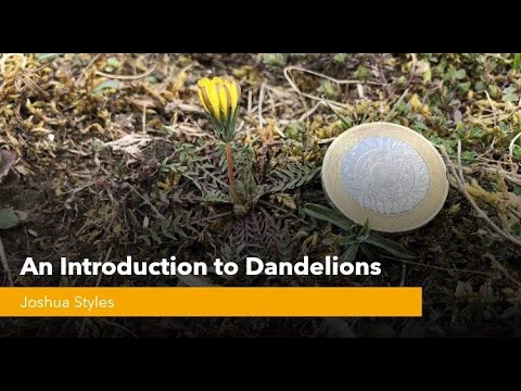 An Introduction to Dandelions
