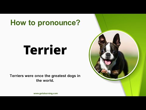 How to pronounce Terrier in English correctly