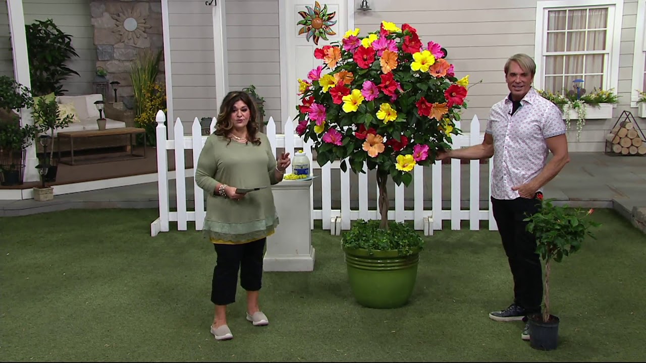 Cottage Farms Tropical Punch Braided Hibiscus Patio Tree on QVC