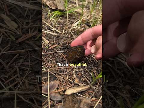 I flew to Colorado for this #foraging #nature #morel
