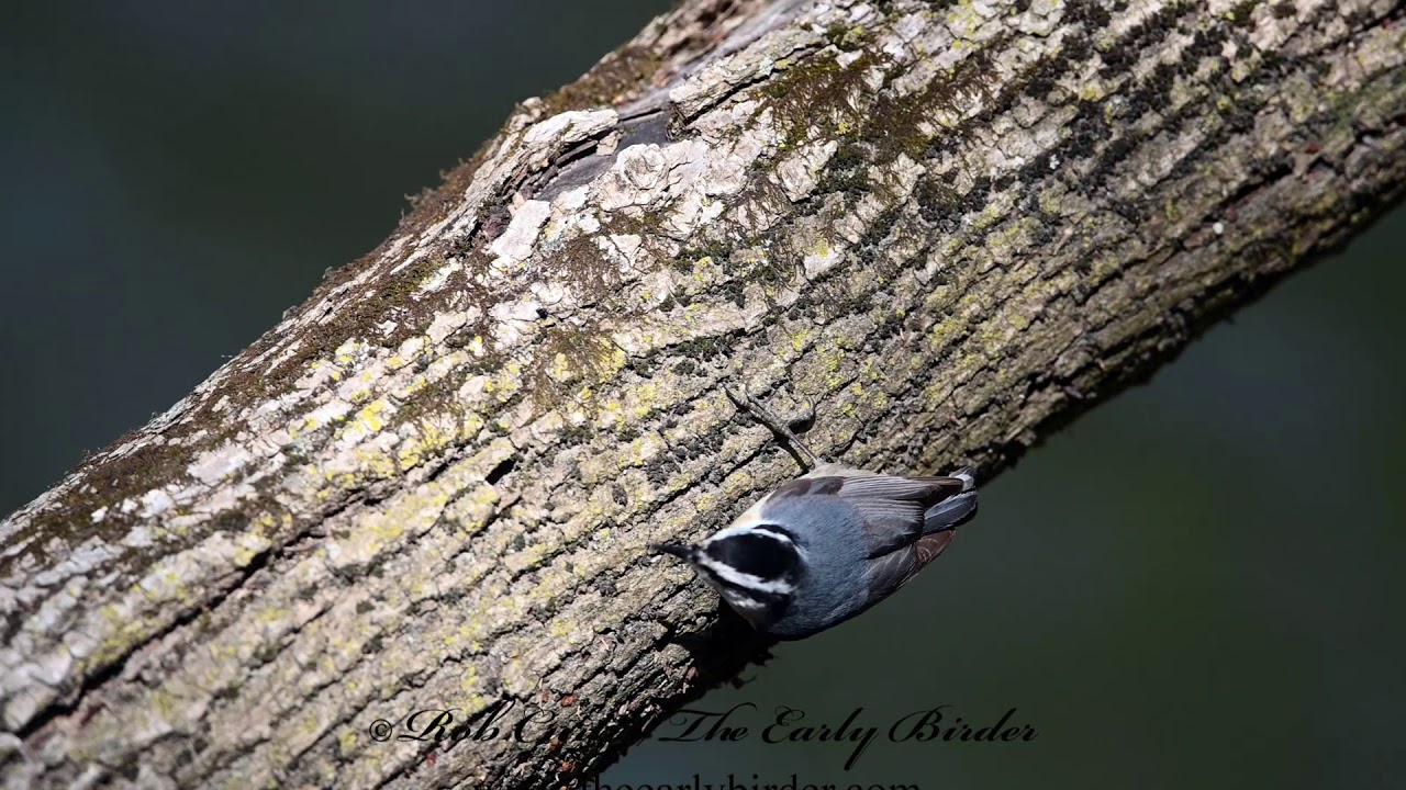 RED-BREASTED NUTHATCH foraging Sitta canadensis