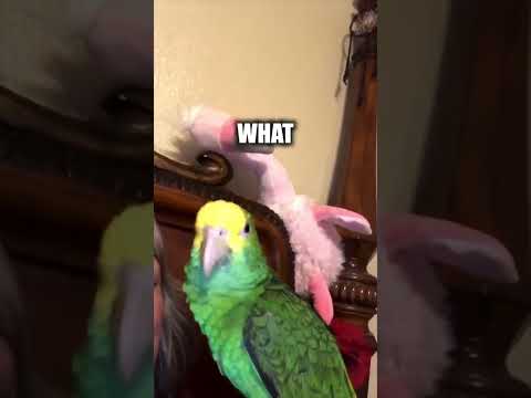 His bird was cussing at his mom so she recorded a video π