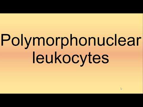 Polymorphonuclear Leukocytes Pronunciation | How to Say | How to Pronounce