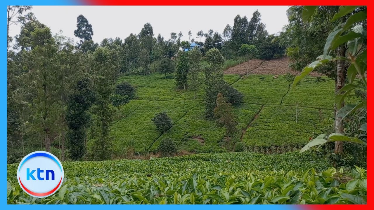 KTDA board member leads protest against proposed Tea Amendment Bill