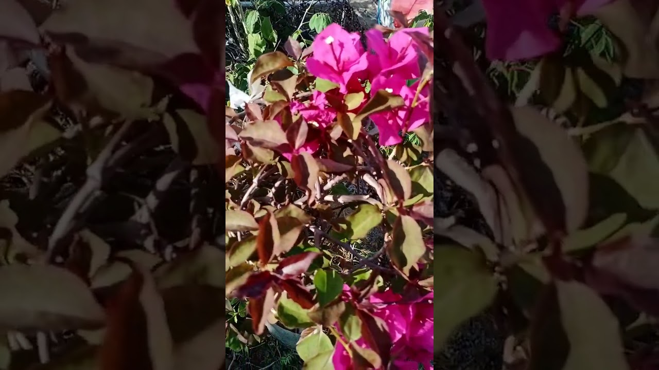 bougenville id magenta yang asli